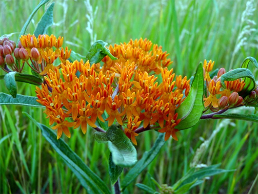 Let's Get Growing - Butterfly weed and milkweed - Southern Standard